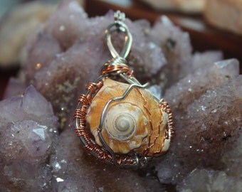 Items similar to small conch sea shell wire wrapped necklace on Etsy