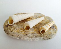 Popular items for seashell pipe on Etsy