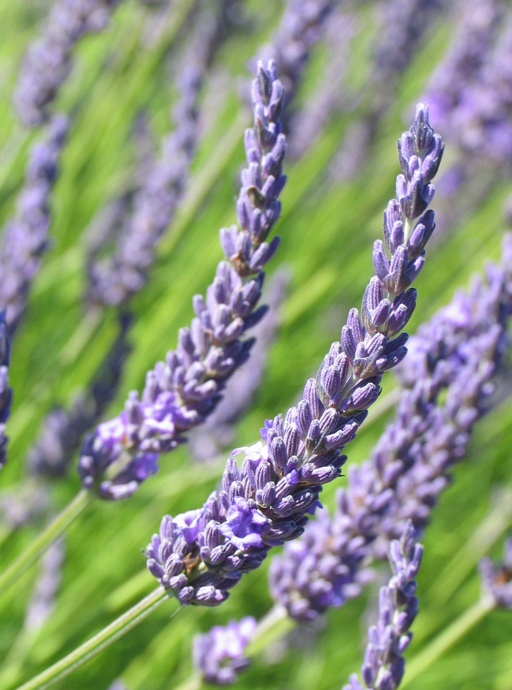 5 French Lavender Grosso LAVANDIN x intermedia