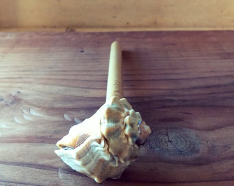 Seashell pipe | Etsy