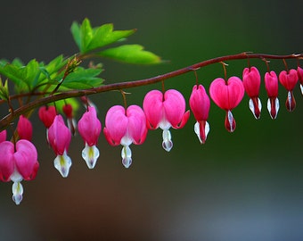 Bleeding heart plant | Etsy