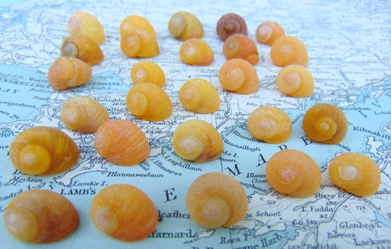 Irish Sea Shells from Ireland Orange & Yellow Periwinkle