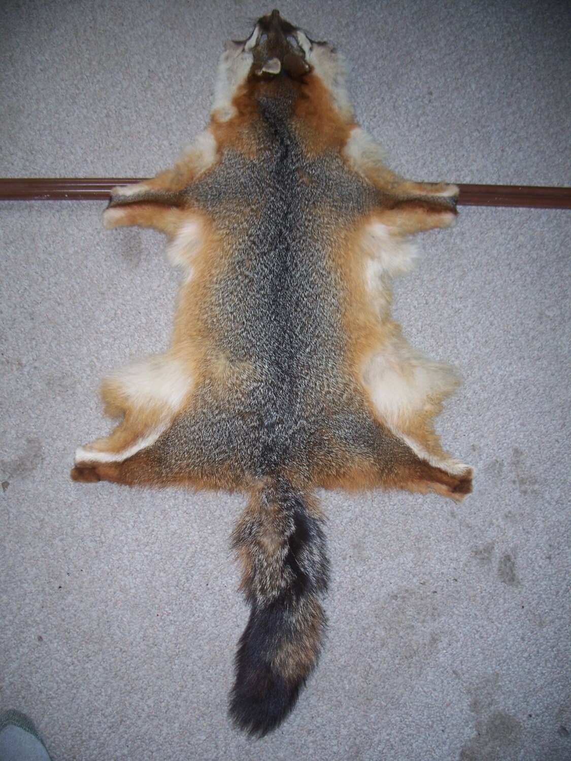 XXL Taxidermy Grey Fox pelt hide skin fur tanned rug