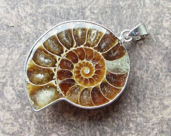 Unique ammonite shell related items | Etsy