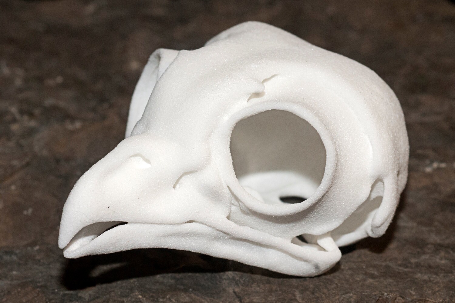 Owl Skull 3D Printed Skull Plastic 3D Printed Screech Owl