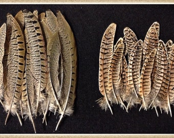 50 Bobwhite quail body feathers 3/4 to 2 1/2 by SpearpointRanch