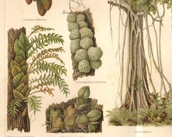 1878 Antique Botanical Print Lithograph by catladycollectibles