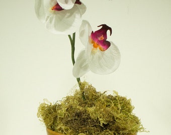 Orchid planters | Etsy