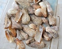 Popular items for turkey wing shells on Etsy