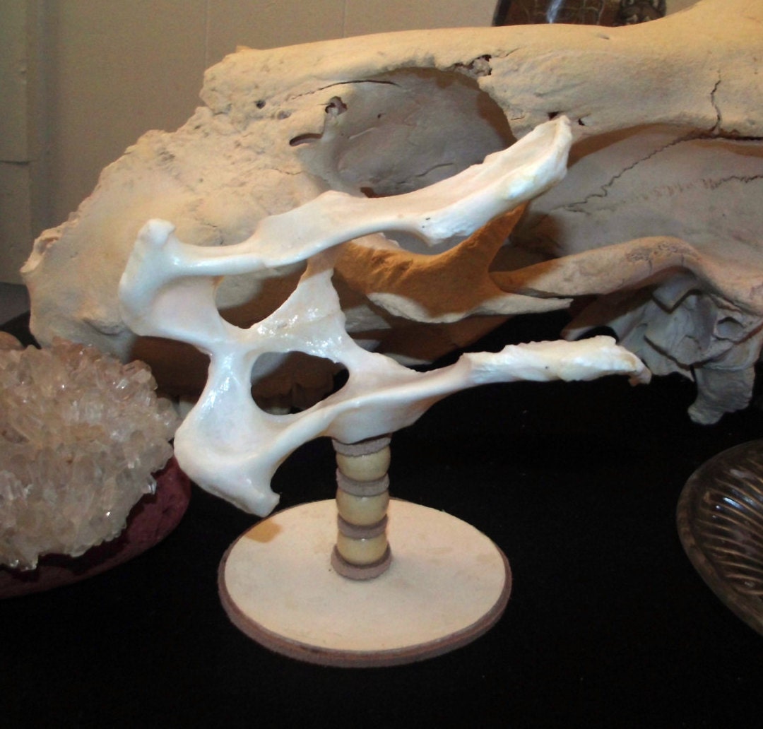 Real Coyote/Brush Wolf Pelvis Bone Mounted on Custom Stand