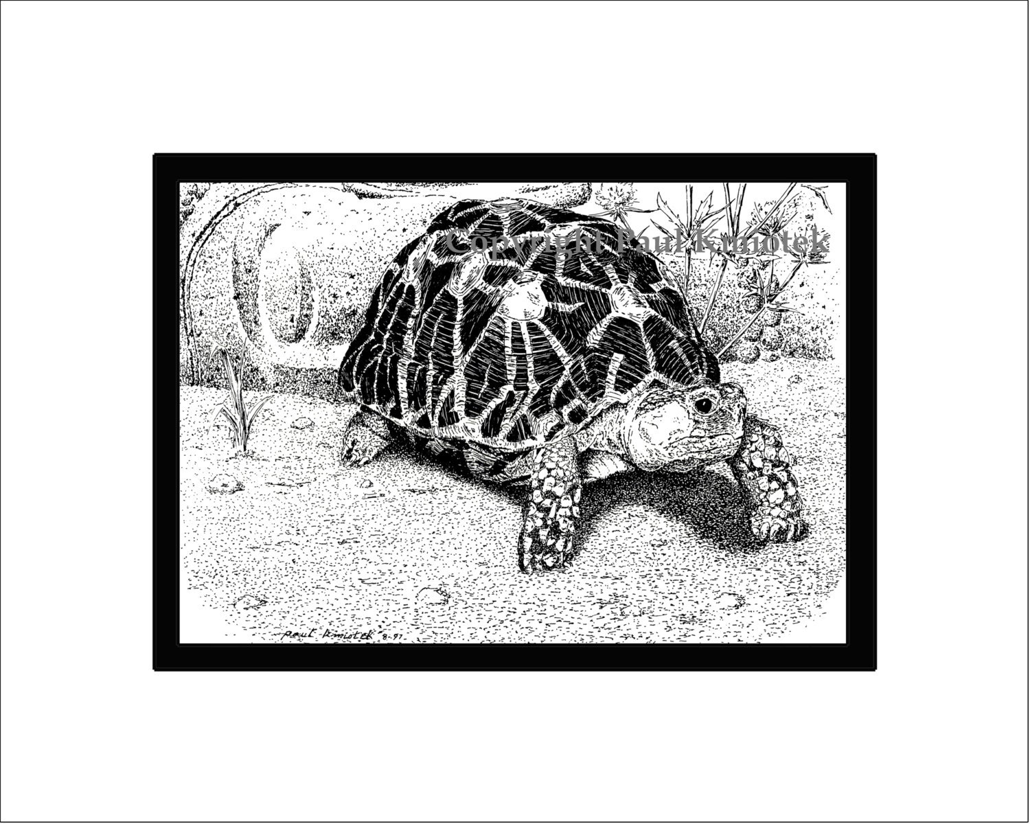 Indian Star Tortoise Pen and Ink Print Reptile Tortoise