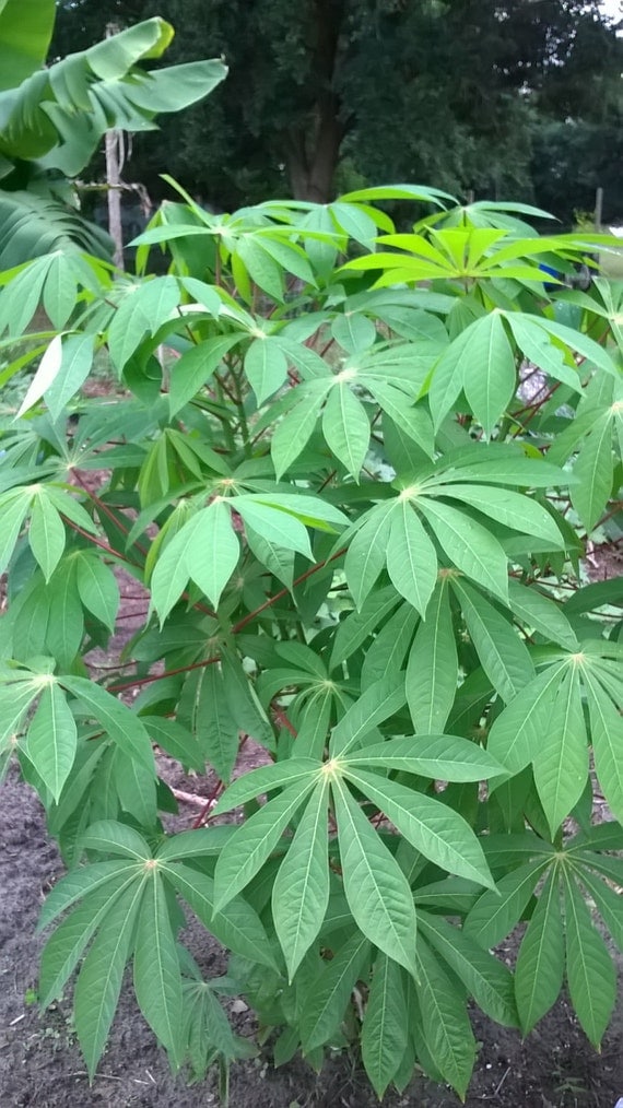 Sweet Edible Cassava Yuca Stem Cutting Manihot Esculenta