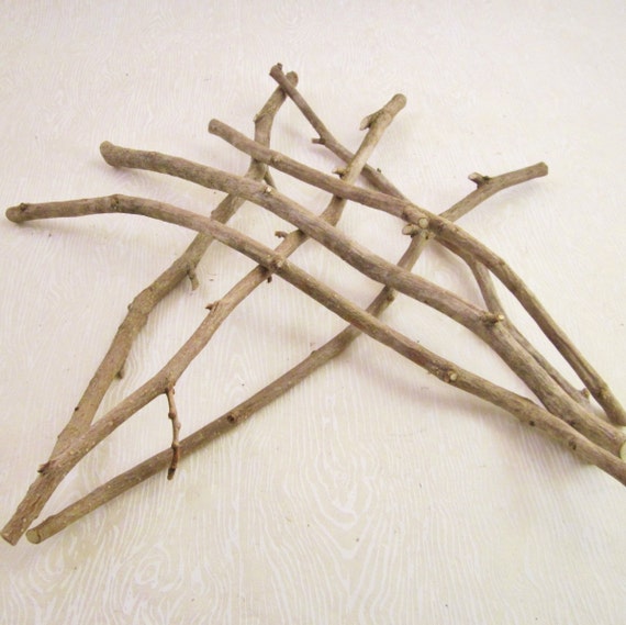 Witch Hazel Sticks Hamamelis Virginica Witch Hazel Twigs