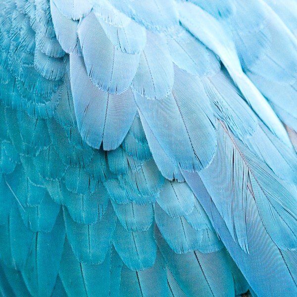 Feather Photography Wall Art Abstract Birds Print Blue Wall