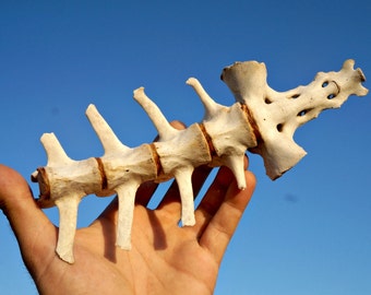 Unique sacrum related items | Etsy