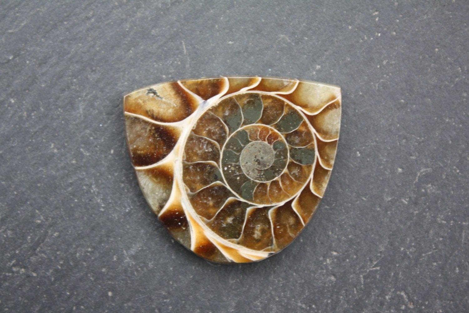 Ammonite Fossil Designer Cabochon