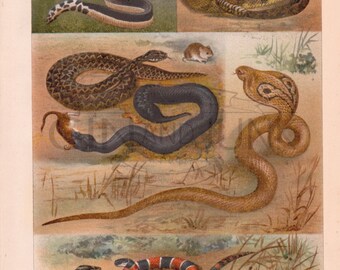 Unique snake art related items | Etsy