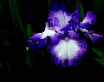 Unique iris flower art related items | Etsy