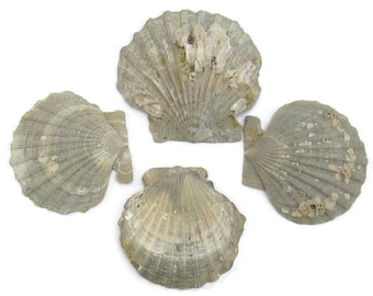 Chesapeake bay | Etsy