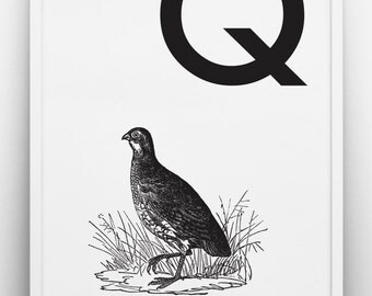 Q is for quail | Etsy