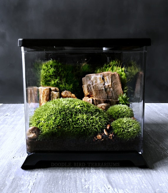 SALE LAST ONE Desktop Terrarium Scene with Live Moss and