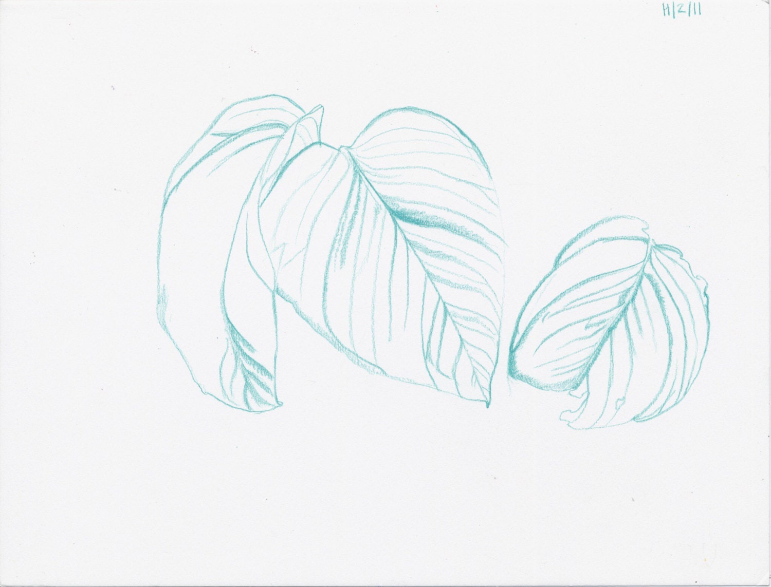 Green Pothos Drawing 8 by Raventinkie on Etsy