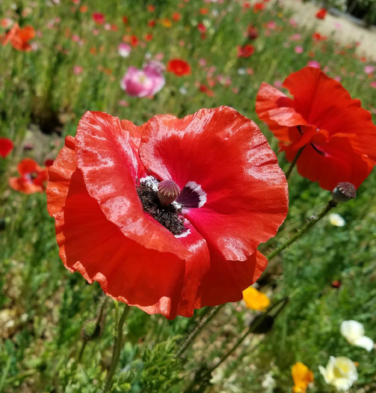 Red Corn Poppy Flanders Poppy 100000 Seeds