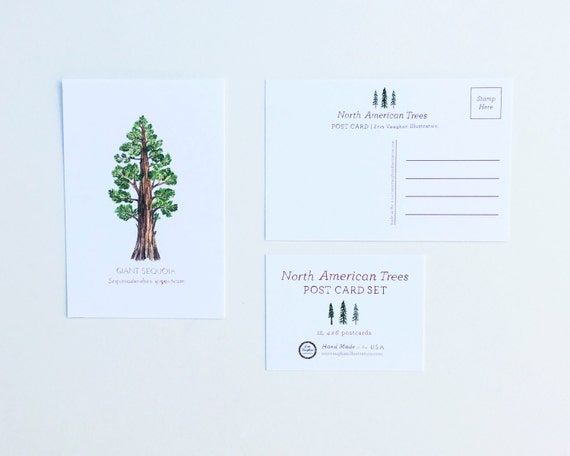 North American Trees 4x6 Postcards 12 pack