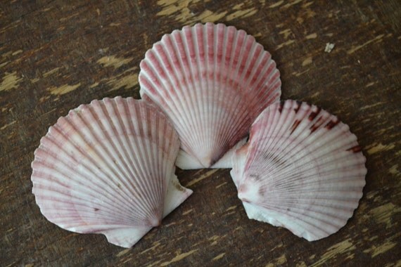 Purple Pecten Scallop Shell Halves 2-2.5 5 Pieces