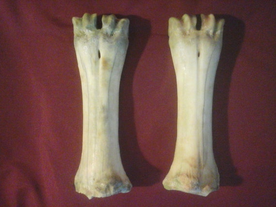 Cow Leg Bones Diagram Human Skeleton Labeled Diagram Human Skeleton Cow Leg Bones Diagram Human Skeleton Labeled Diagram Human Skeleton