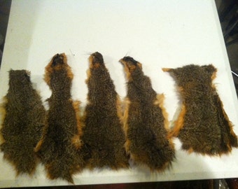 Squirrel pelt | Etsy