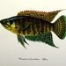 1975 antique banded bushfish lithograph FISHES color print
