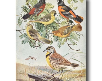 Vintage bird prints | Etsy
