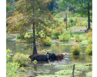 Pasture scenes | Etsy