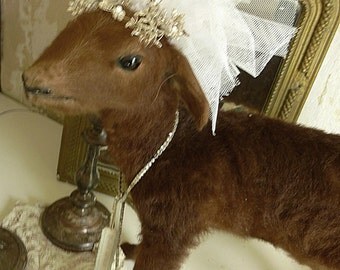 Unique oddities curiosities related items | Etsy