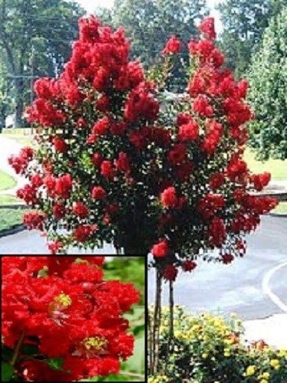 35 Red Crape Myrtle Tree / Drought Tolerant Shrub / Perennial