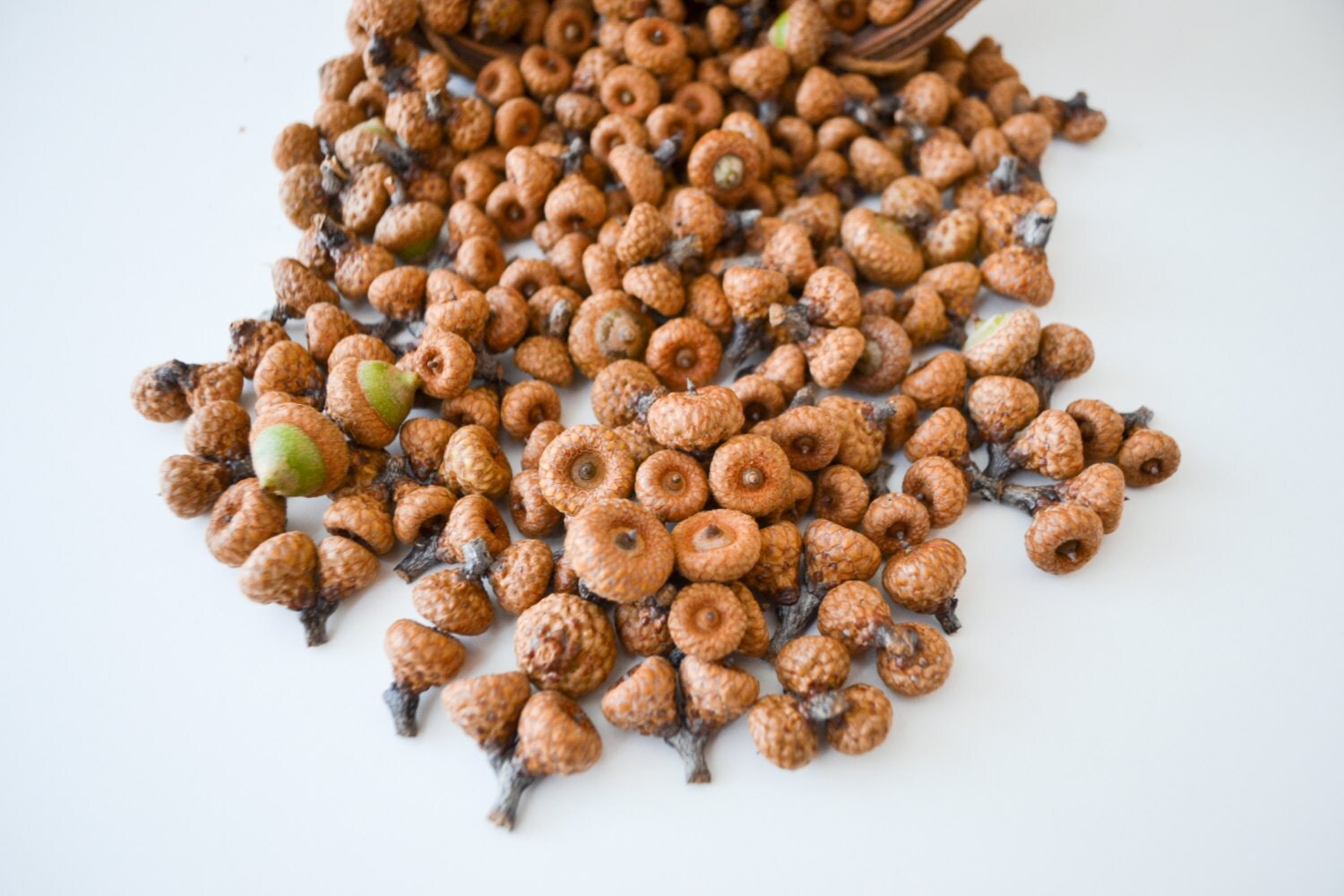 Mini acorns young acorns a natural material the fruits of