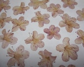 Dad's Paradise-Pressed Flowers Framed Artwork by dadsparadise