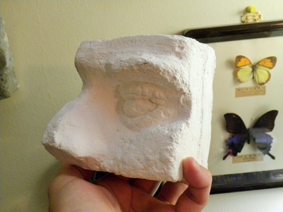 Anatomy Plaster Cast / Human Eye Artist Anatomy Cast / Art