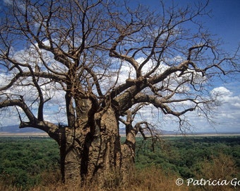 Baobab tree | Etsy