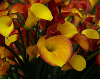 Lara Howe Designs by LaraHoweDesigns on Etsy