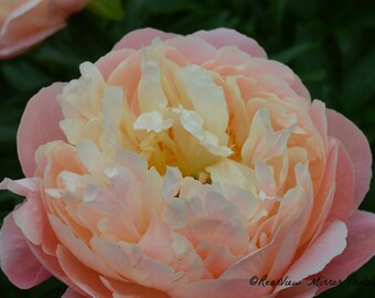 Items similar to Made to Order Pretty PEONY Soft Pink & Gray Invitation ...