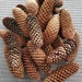 Real Pinecones Natural Pinecones Organic by MyFamilysNutz on Etsy