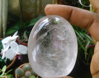 Unique madagascar palm related items | Etsy