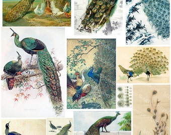 Peacock collage | Etsy