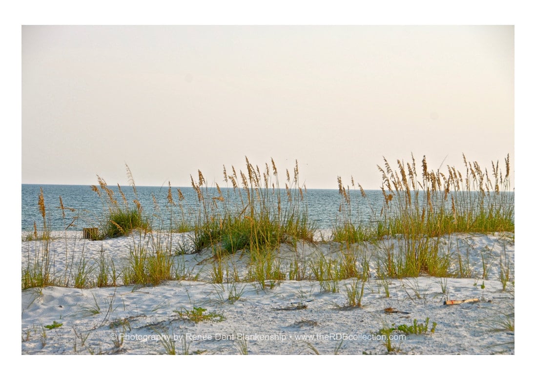 Sea Oats Along The Beach Photo