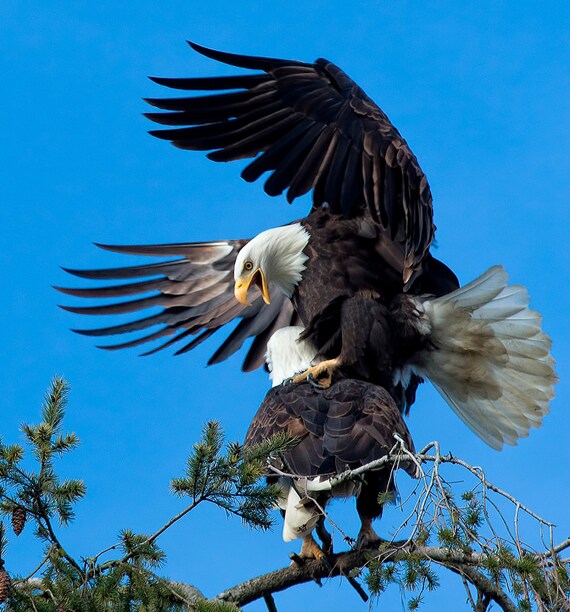 Bald Eagles Mating