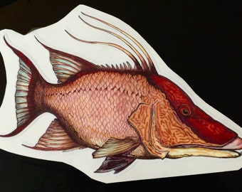 Hogfish | Etsy