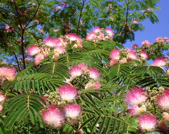 Unique pink flower tree related items | Etsy