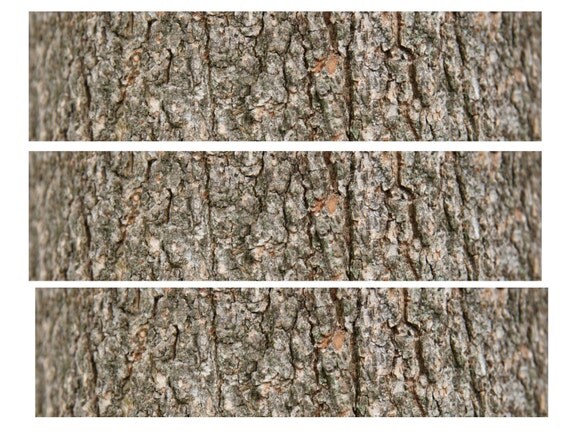 Edible Tree Bark Cake toppers